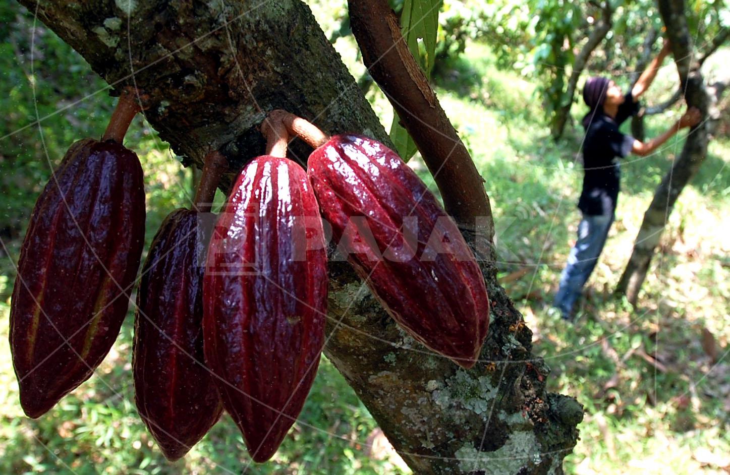 DBS dan Krakakoa Kolaborasi Bangkitkan Industri Coklat - PAJAK.COM