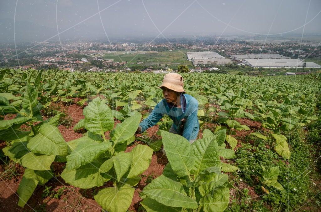 Apa dan Manfaat DBH Cukai Hasil Tembakau - PAJAK.COM